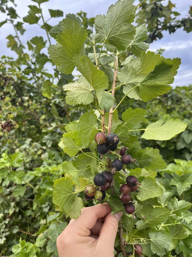 How To Make And Can Blackcurrant Jostaberry Jelly