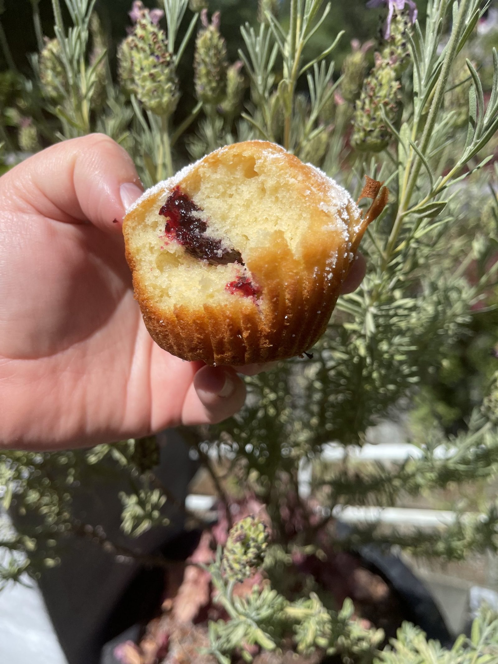 How To Make And Can Blackcurrant Jostaberry Jelly