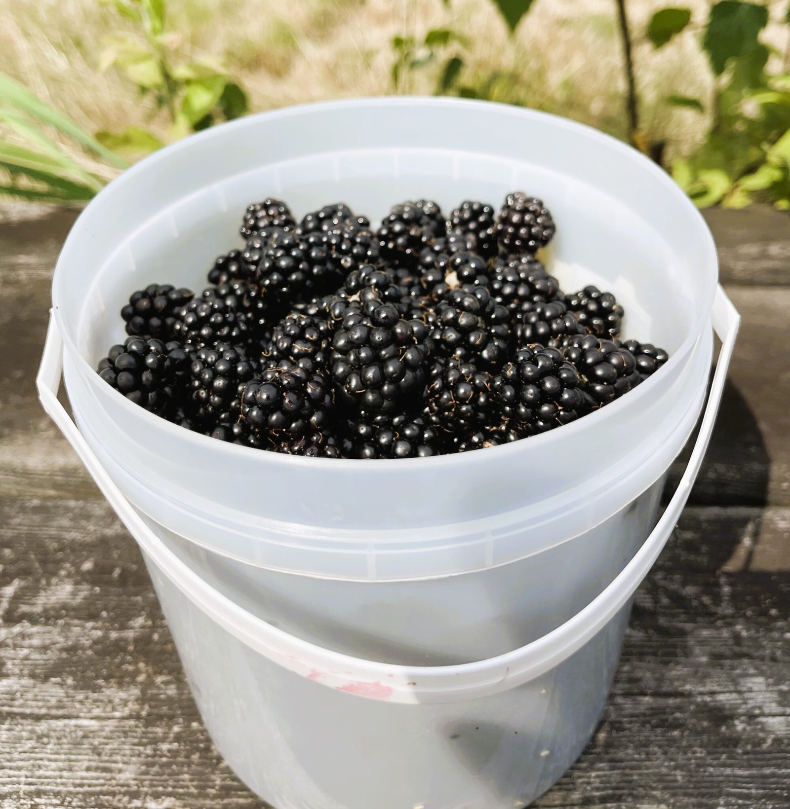 Seedless Blackberry Jam With Honey And Fresh Sage