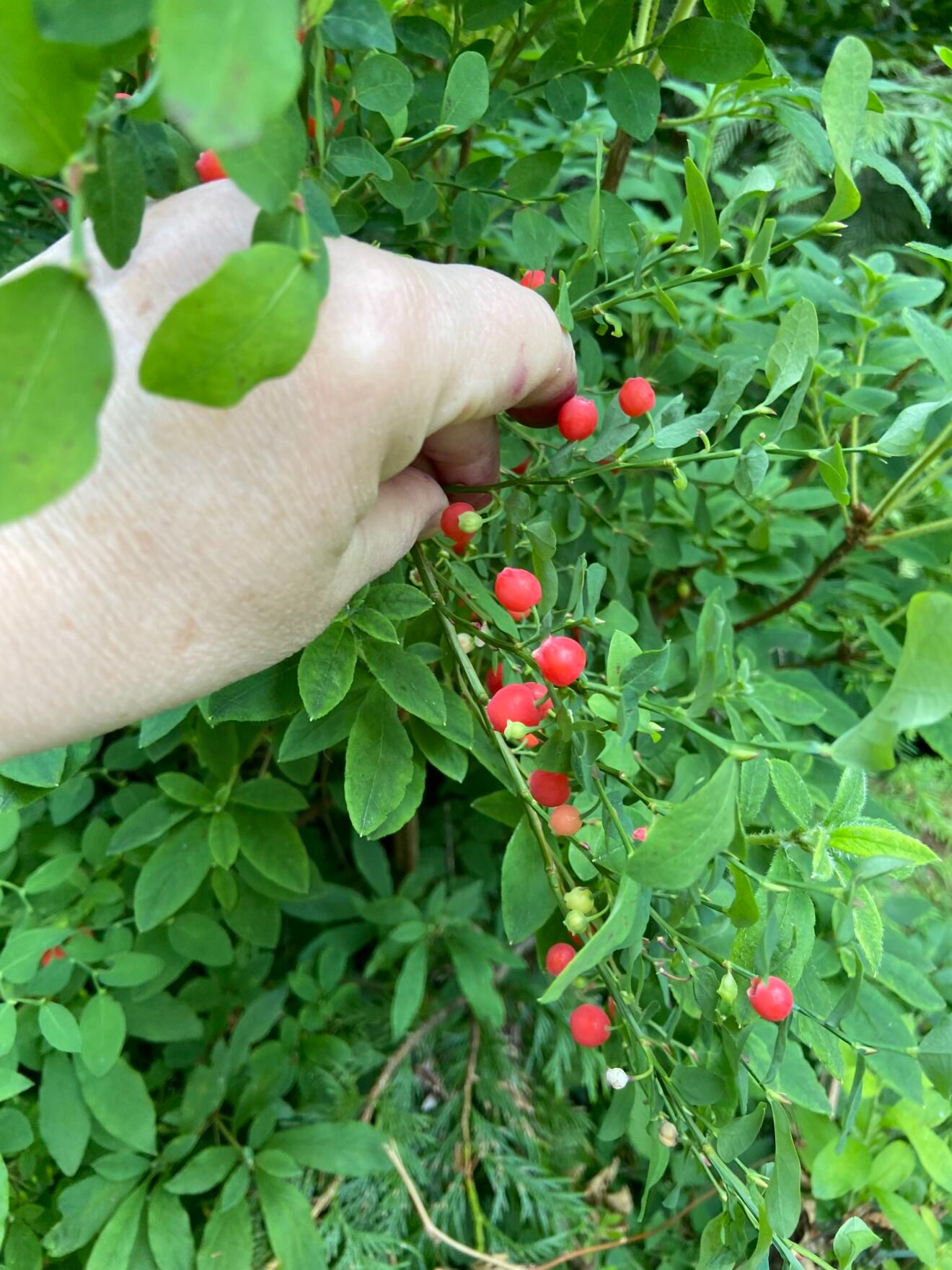 How to Make Red Huckleberry Jam (Bilberry Jam Canning Recipe) - Canned ...