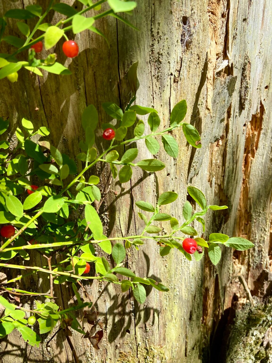 How to Make Red Huckleberry Jam (Bilberry Jam Canning Recipe) - Canned ...