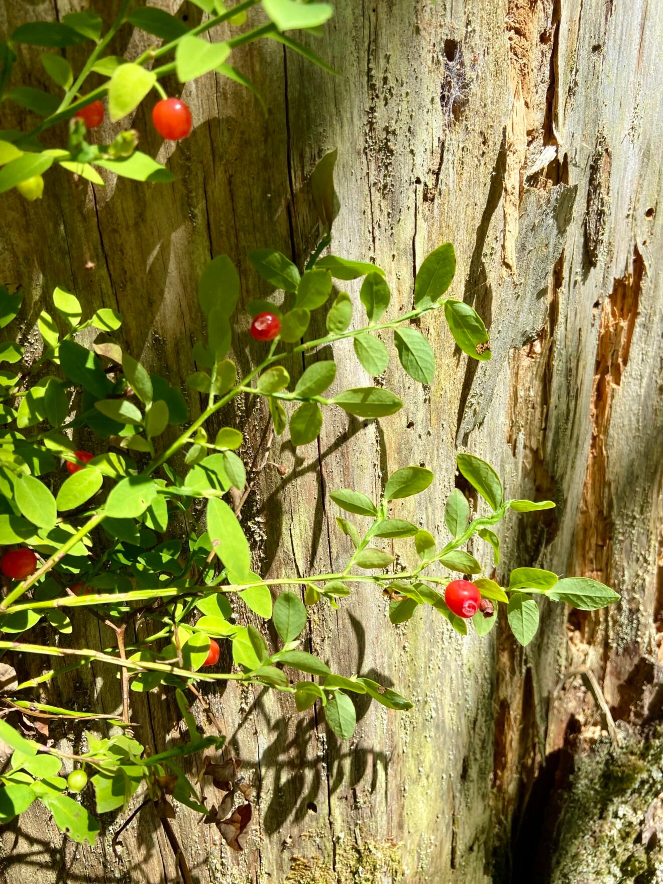 How to Make Red Huckleberry Jam (Bilberry Jam Canning Recipe) - Canned ...