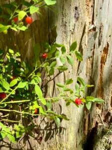 How to Make Red Huckleberry Jam (Bilberry Jam Canning Recipe) - Canned ...